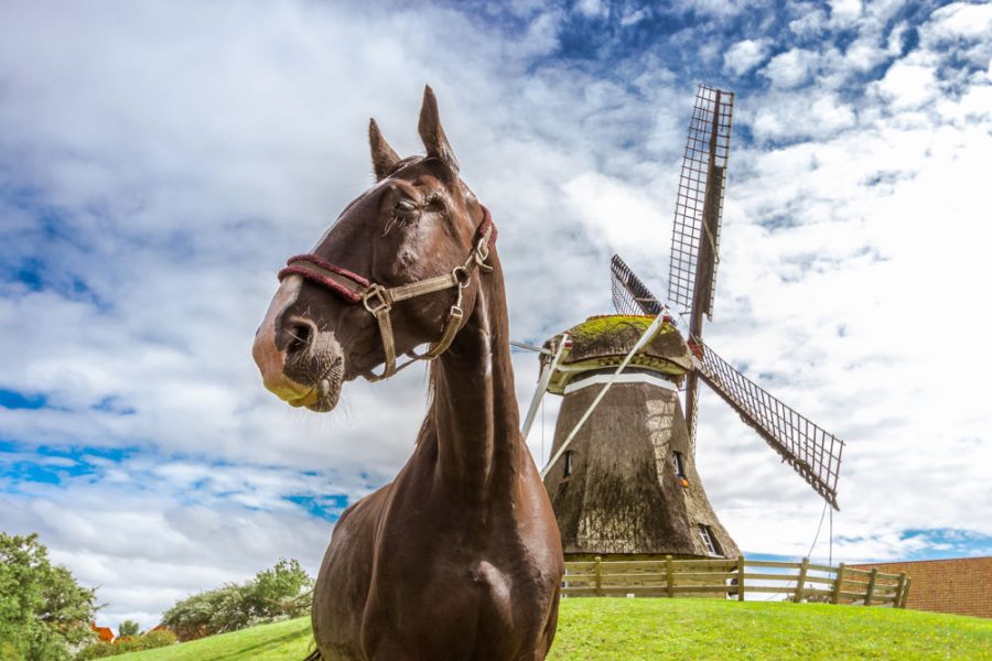 Paardeneiland Ameland: met paard het eiland over | Wadly